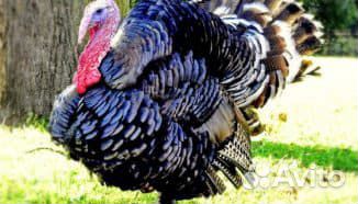 Инкубационное яйцо индейки Оптима и Бронза 708