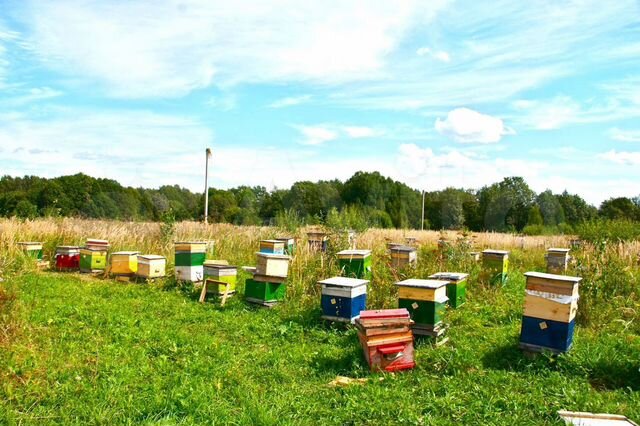 Пчелосемьи