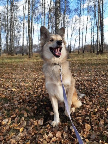 Собака Тони ищет дом