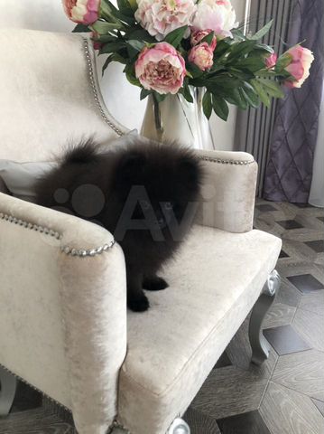 Чёрный Брилиант