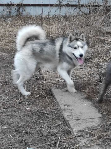 Найдена собака на вид хаски, кабель