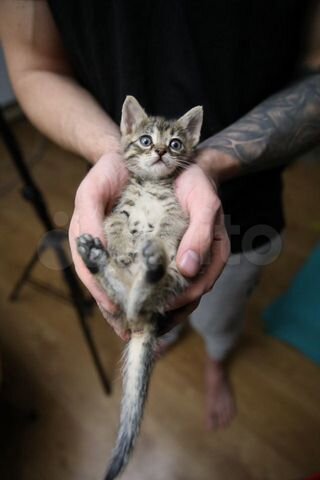 Котенок Игривый, Умный, Нежный. Ищем Единственного