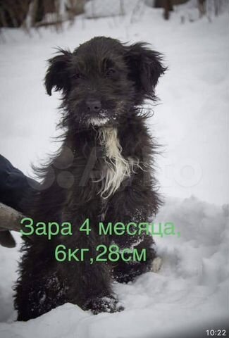 Терьеристая щенок лапочка умница