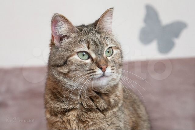 Алиса 1,5 года стерилизовааная