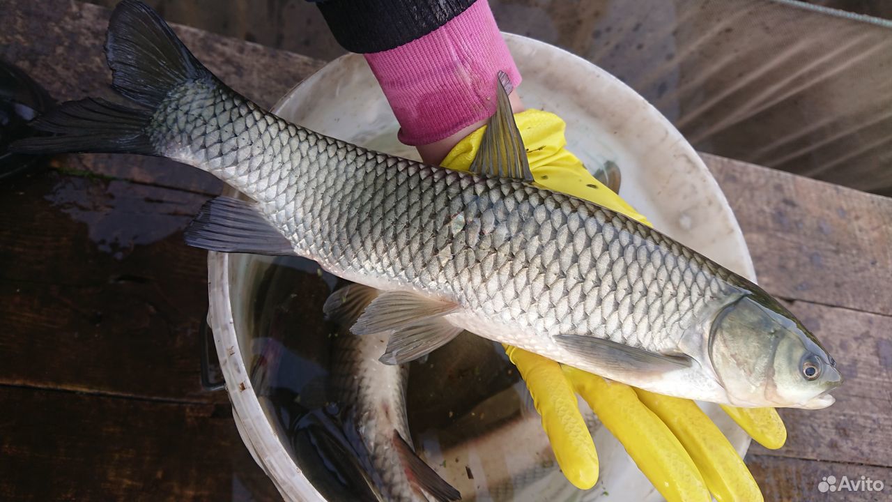 Амур, Толстолобик живой