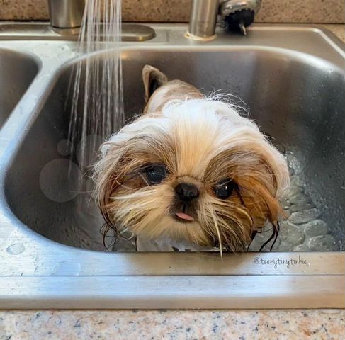 Милейшие Курносики Lux