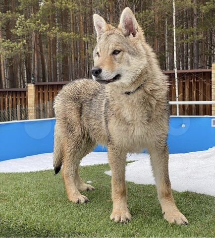 Чехословацкий влчак