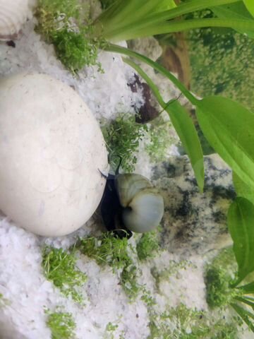 Ампулярии голубые