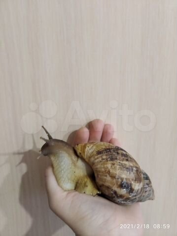 Улитки ахатинские