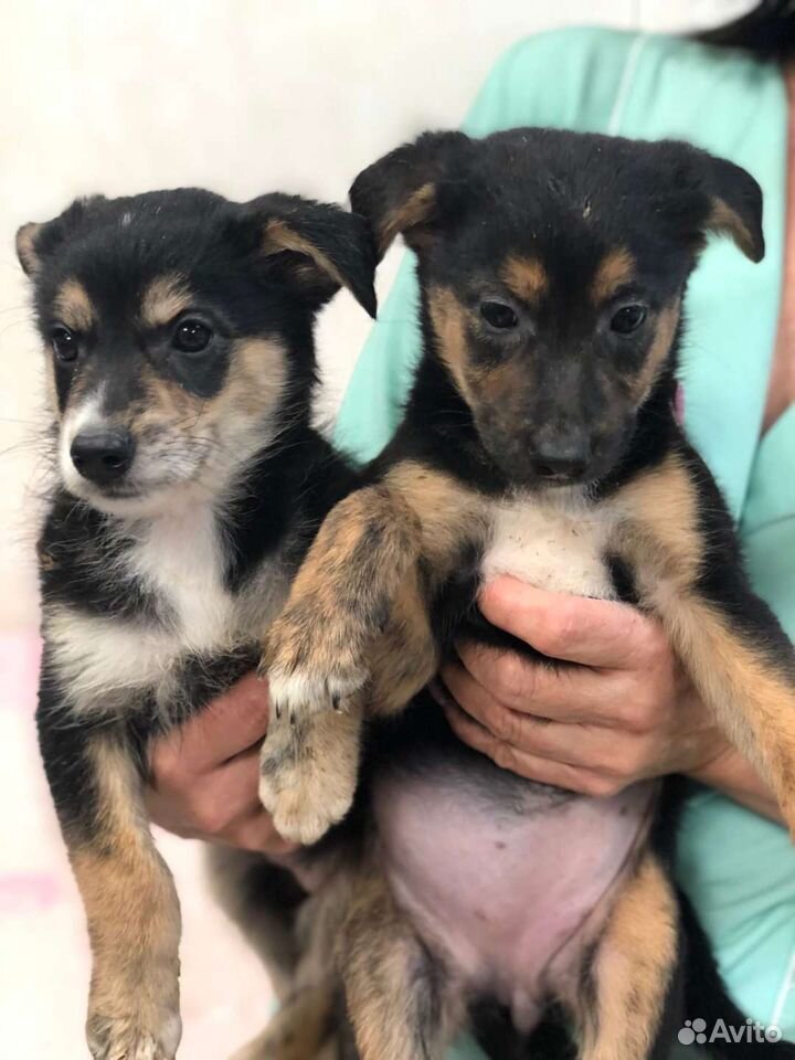 Отдадим в хорошие и ответственные руки