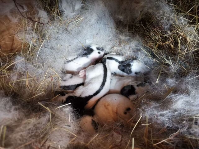 Немецкий пестрый великан (строкач)