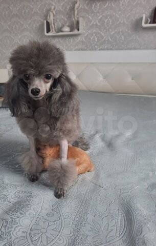 Той-Пудель (Щенок )