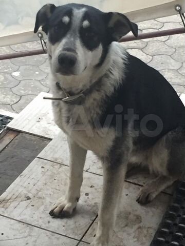 Стерилизованная охранница