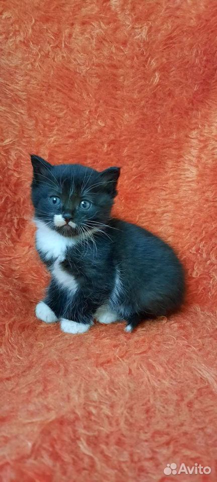 Джек и Белла