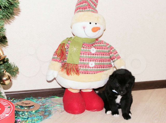 Дзюба в дар