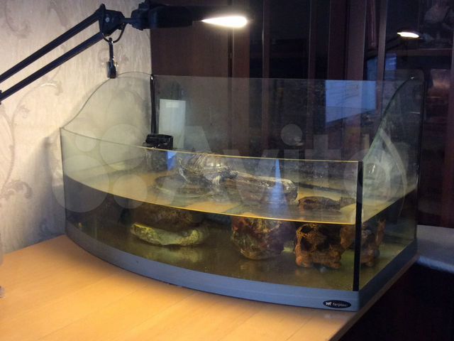 Террариум Ferplast на 80л + две черепашки