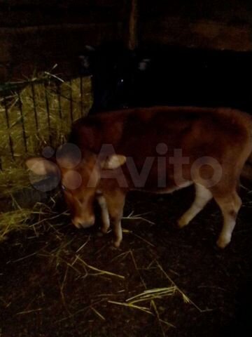 Телка 5 месяцев