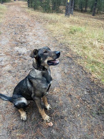 Собака в хорошие руки