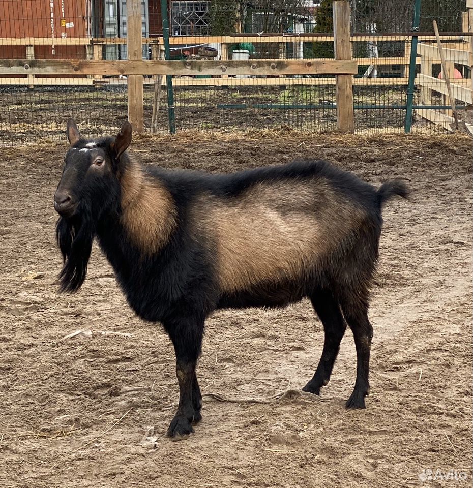 Козлы Альпийские нубийские