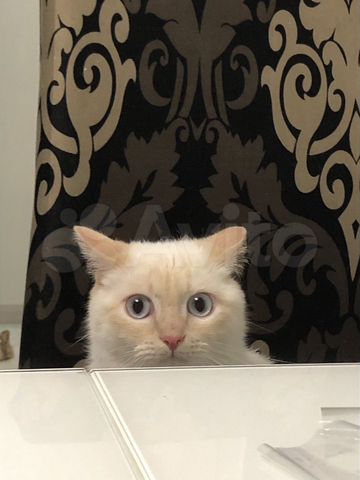 Тайский Котик с подвала в добрые руки