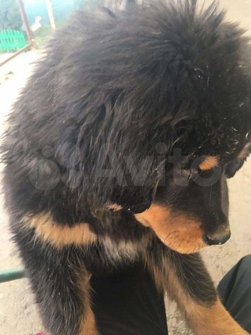 Тибетский мастиф щенки