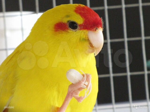 Попугай-какарики (птенцы)