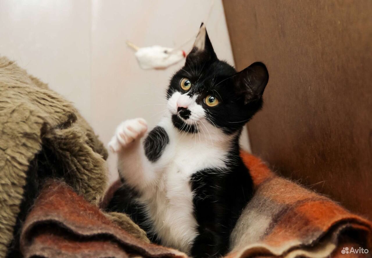 Котенок мальчик Дебюсси 3.5 мес