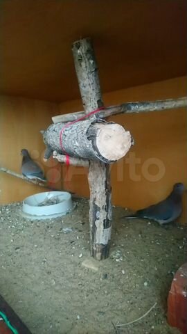 Сенегальские горлицы