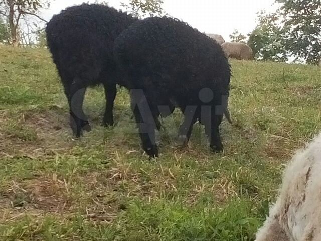 Продам породистых овец