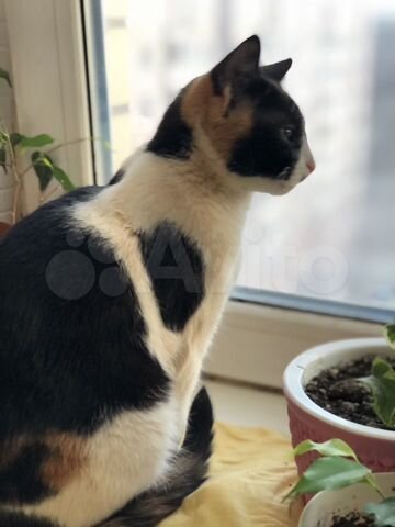 Богаточка Бусинка ищет дом