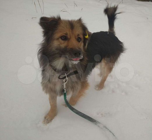 Милая собака Черри