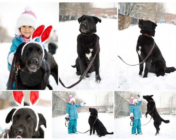 Шикарный пес пропадает в приюте