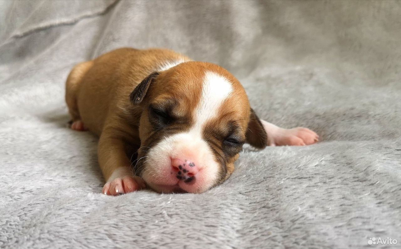 Стаффордширский терьер