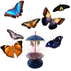 Ферма живых бабочек