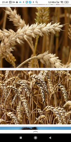 Зерно пшеница