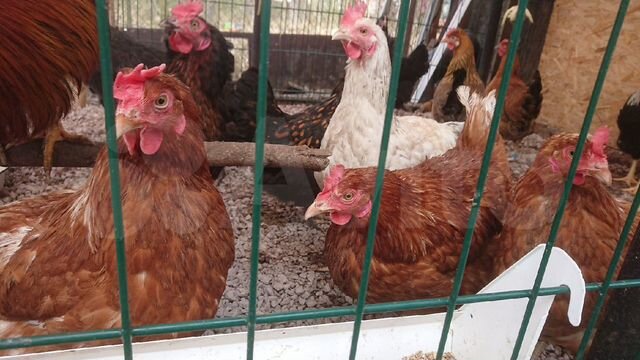 Продам курочек ломан браун, 12 мес