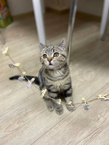 Котенок шотландец чистокровный