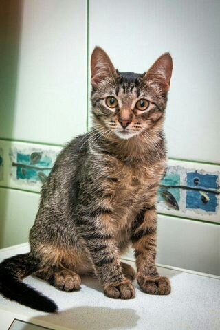 Чудесная кошка Шеба в добрые руки