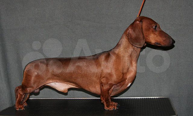 Вязка Такса стандартная гладкошерстная