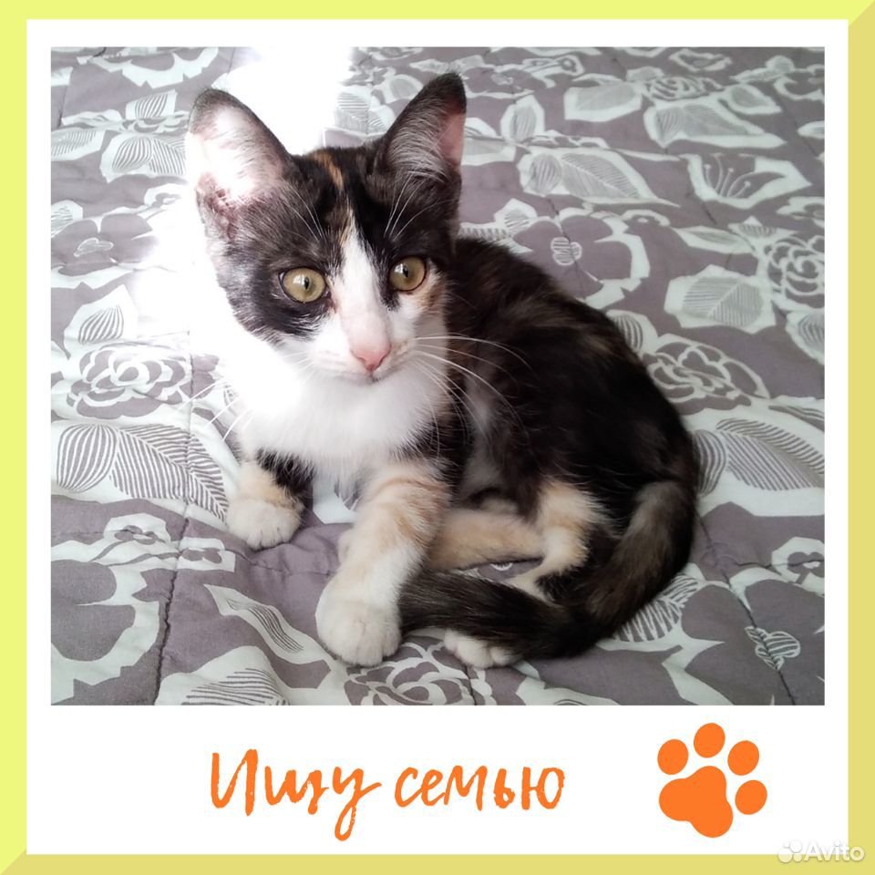 Милейший котенок