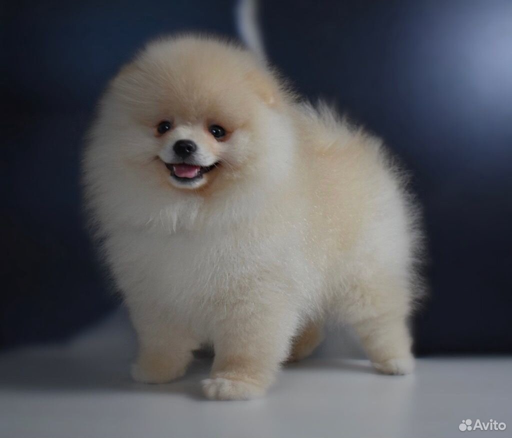 Кремыши крепыши