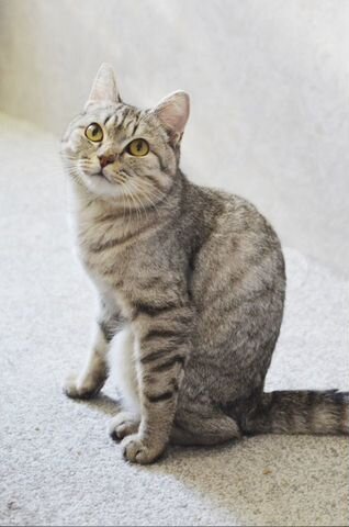 Кот серый Оскар