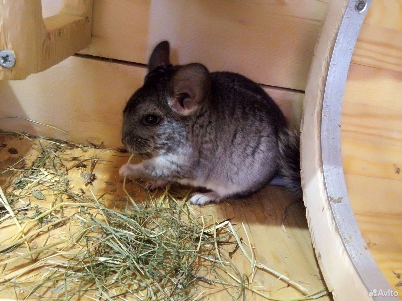 Шиншилла - мальчик 16.06.20