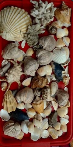 Ракушки для аквариума