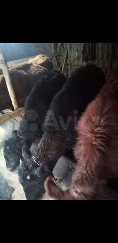 Продаются три тёлочки