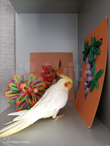 Говорящий ручной корелла+ клетка в подарок