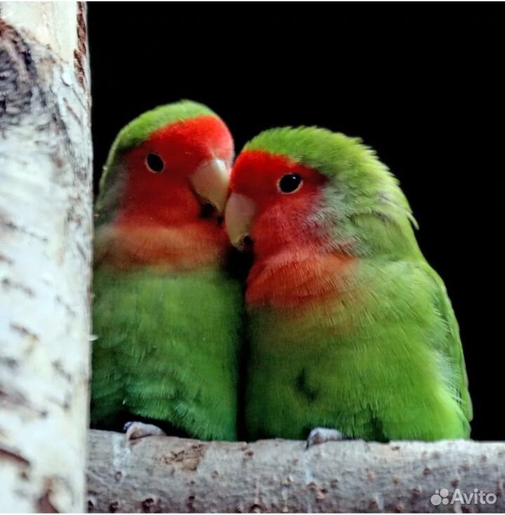 Попугаи-неразлучники в хорошие руки