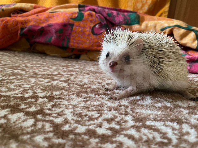 Карликовый африканский ежик