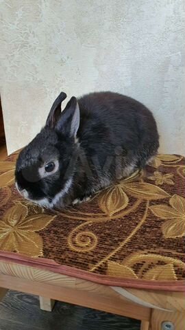 Кролик самка