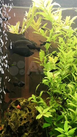 Моллинезия велифера высокоплавничная обмен-продажа